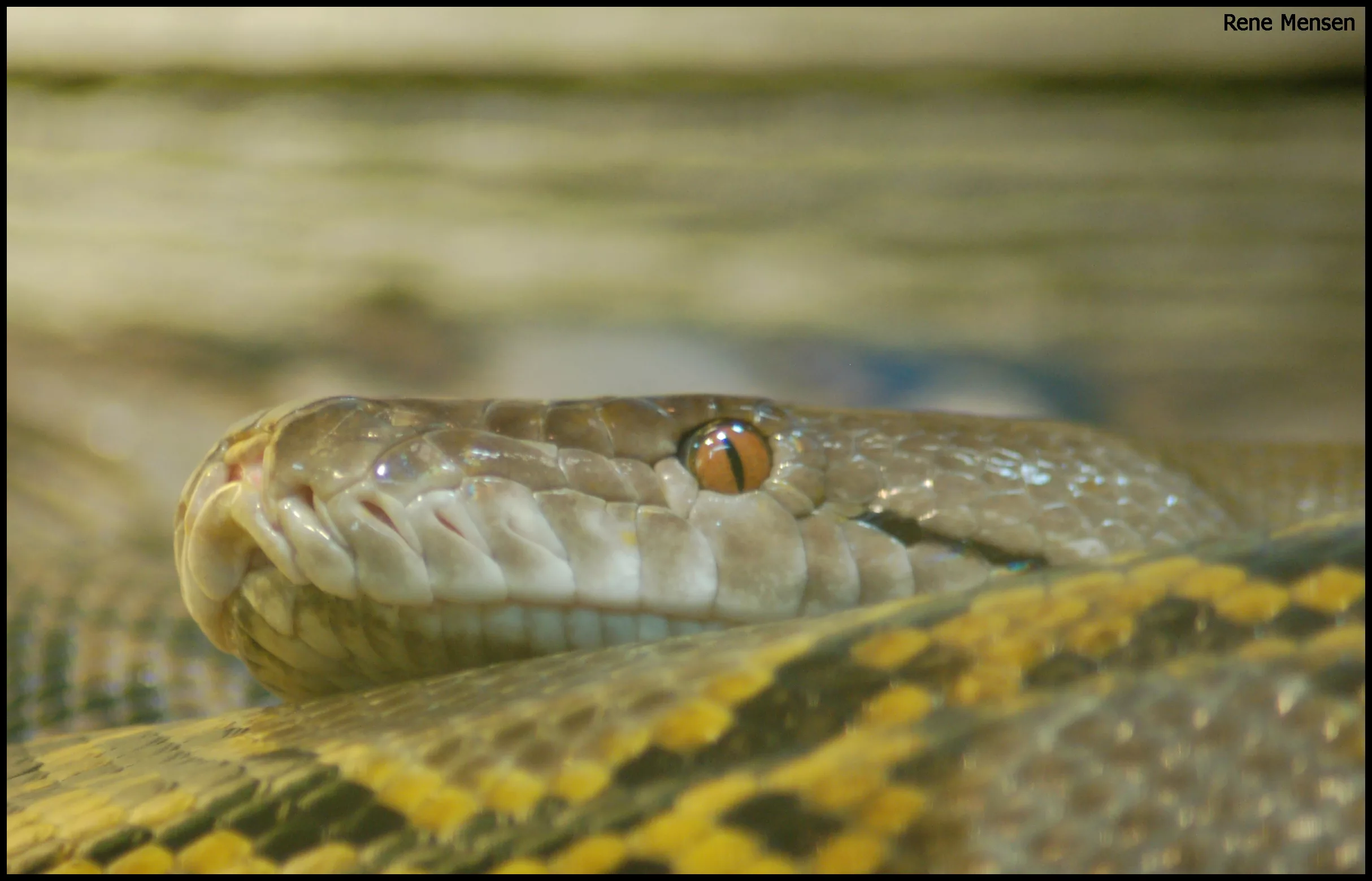 Creature Features: Snake Senses and Physiology - Emma Stewart Writes
